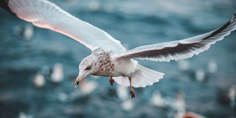 Join the Flying Animals Photo Contest and win Manfrotto Advanced ...